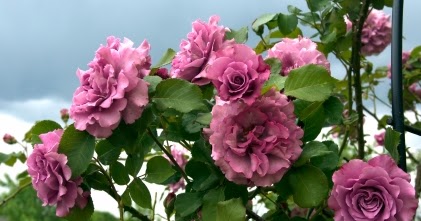 Field Notes: Pruning Cane Plants