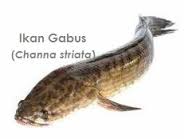 Snakehead Fish atau Ikan Gabus | Planet Ikan