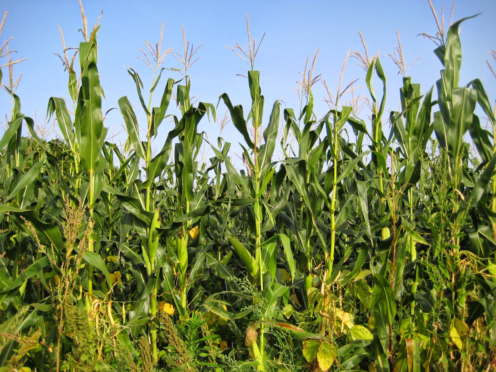 SARAGURO "SOBRE VIVE LA AGRICULTURA ": productos en saraguro