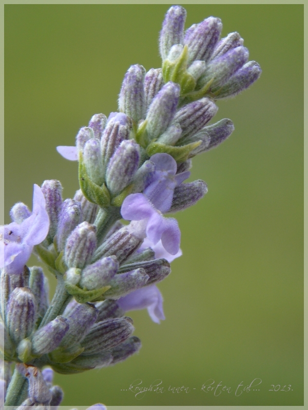 ...konyhán innen - kerten túl...: június 2013