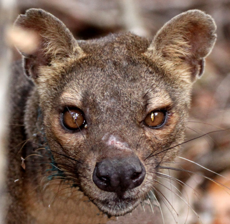 Animals of the world: Eupleridae