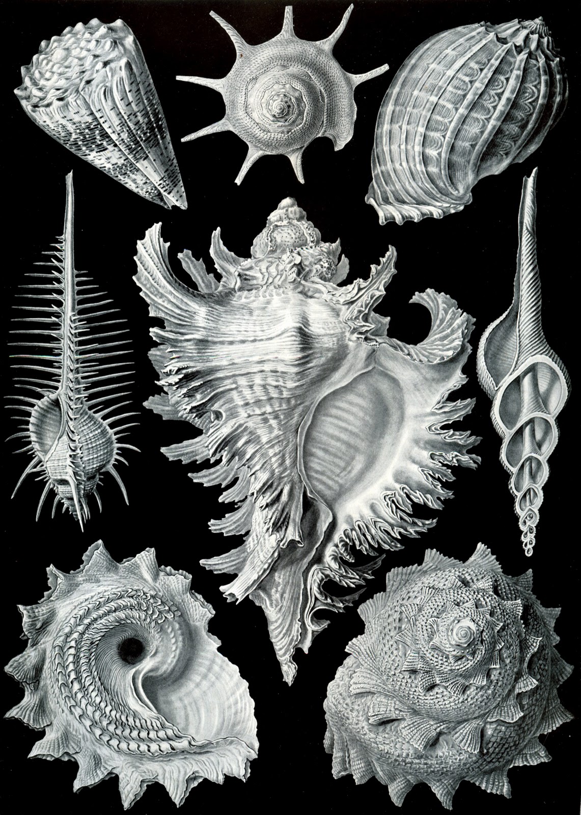 UrbA // ActU: "Art Forms of Nature", The Ernst Haeckel Collection