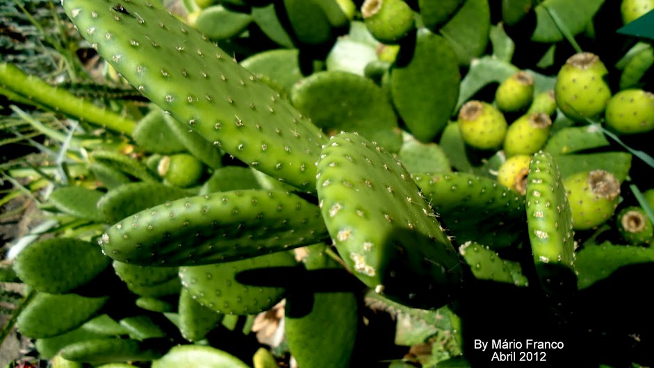 Meu Cantinho Verde: QUIPÁ - ( Tacinga inamoena )