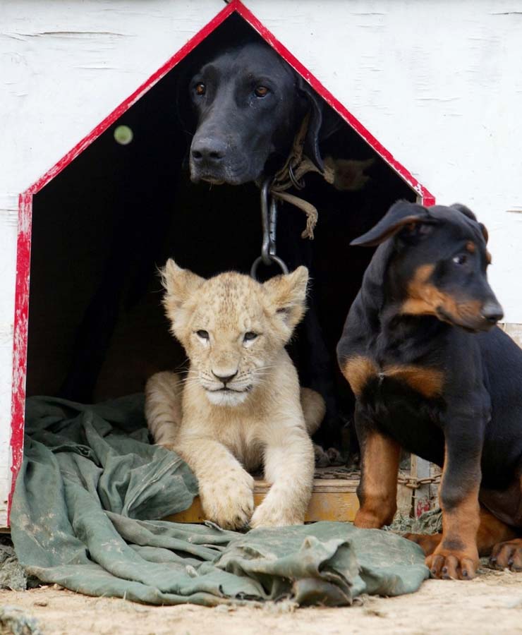 FOX PICTURE: The strangest animal couples