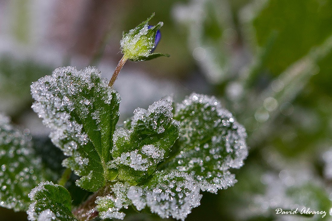 Naturaleza Cantábrica: Frío y heladas