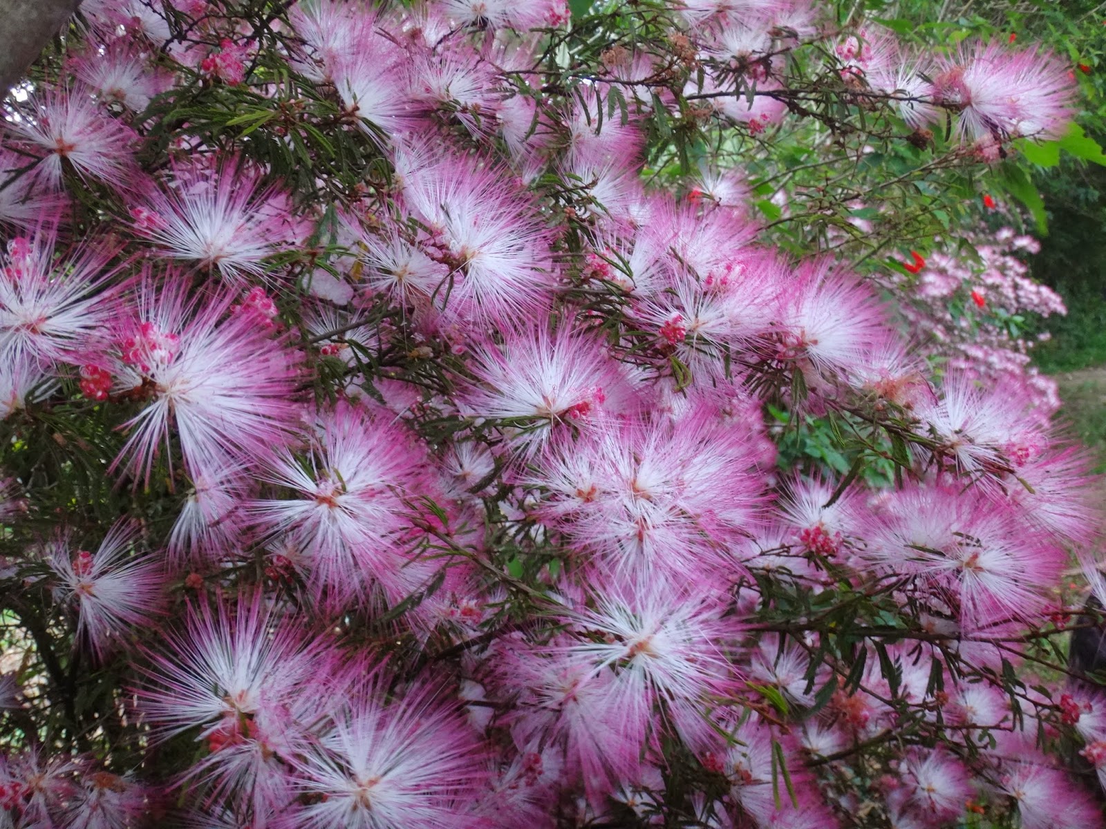 Uma flor por dia: Caliandra-rosa