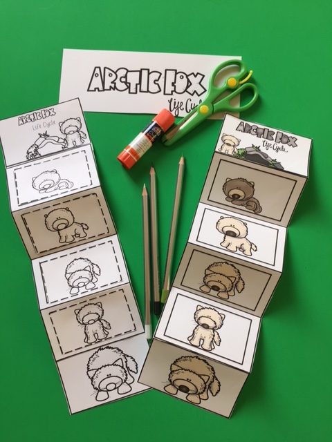 Arctic Fox Life Cycle Craft ~ Preschool Printables