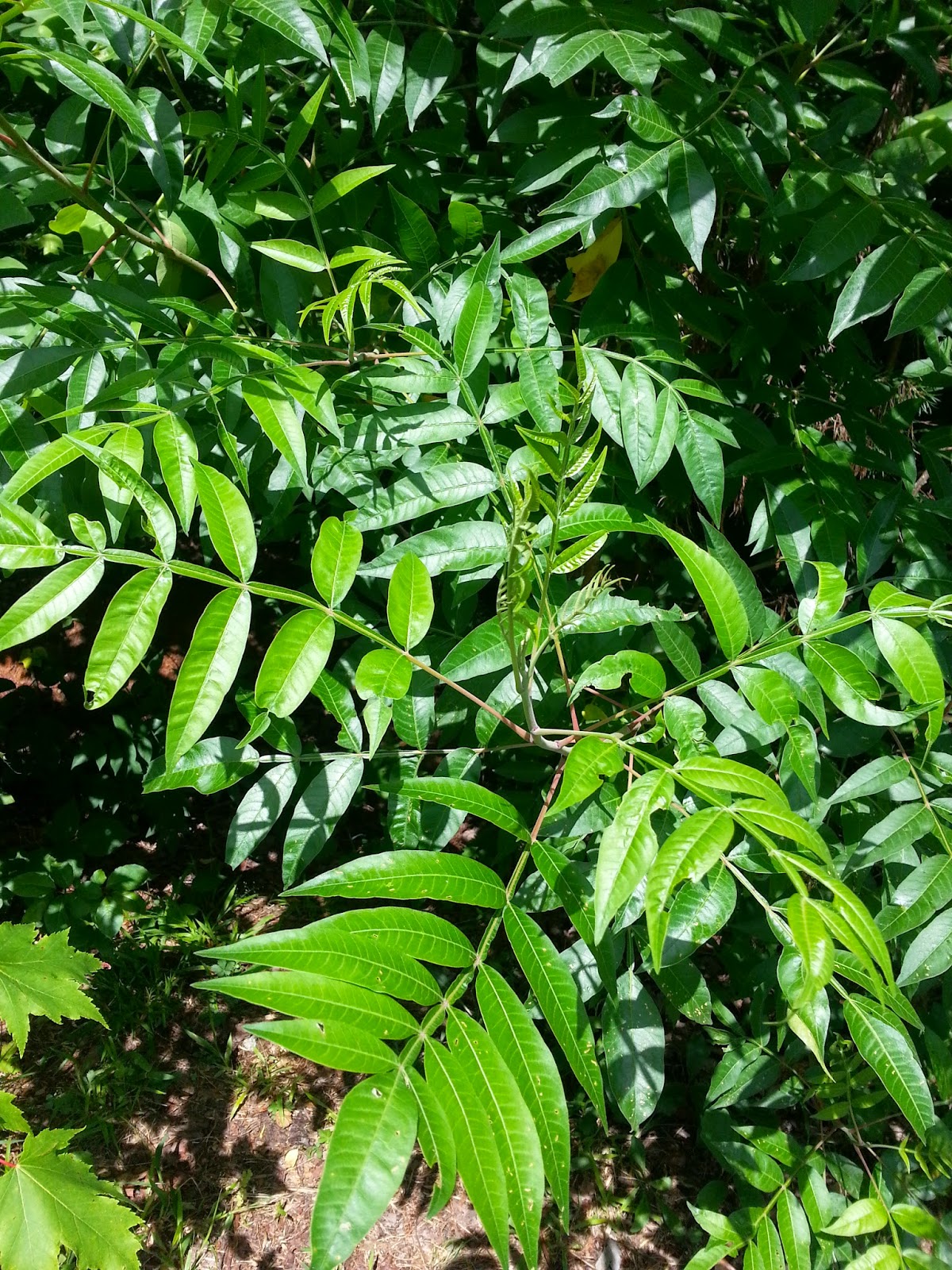 Little Fannin Farm: Trees In Our Yard - Winged Sumac (Rhus copallinum)