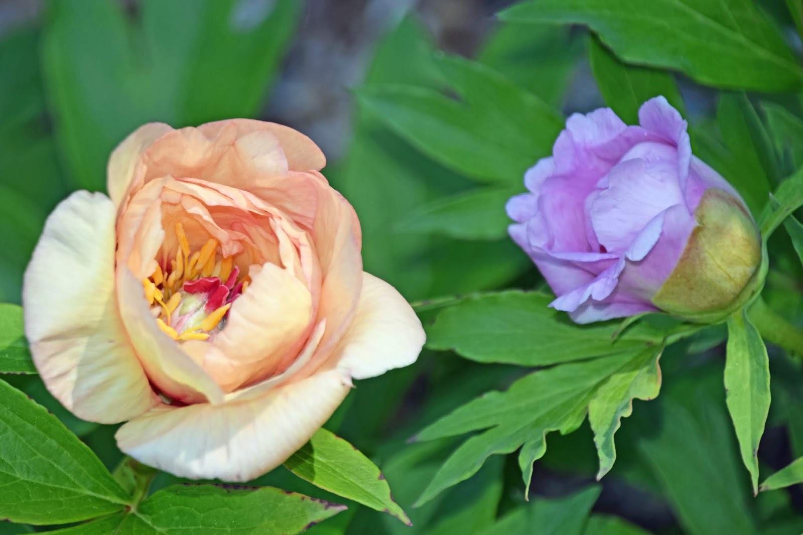 Southern Peony: 2019 Intersectional Peony Color Combinations