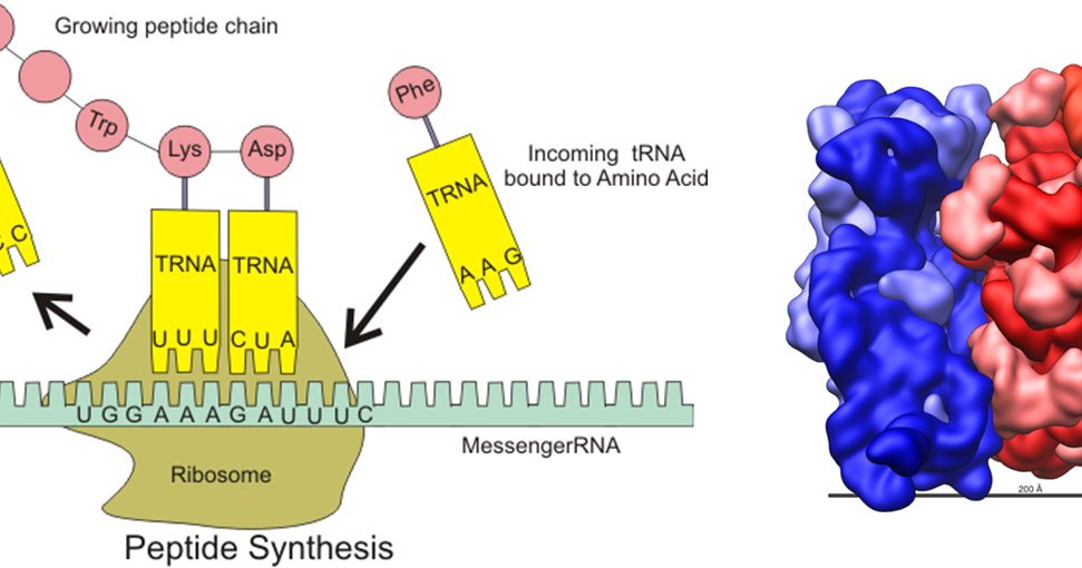 Components of protein synthesis