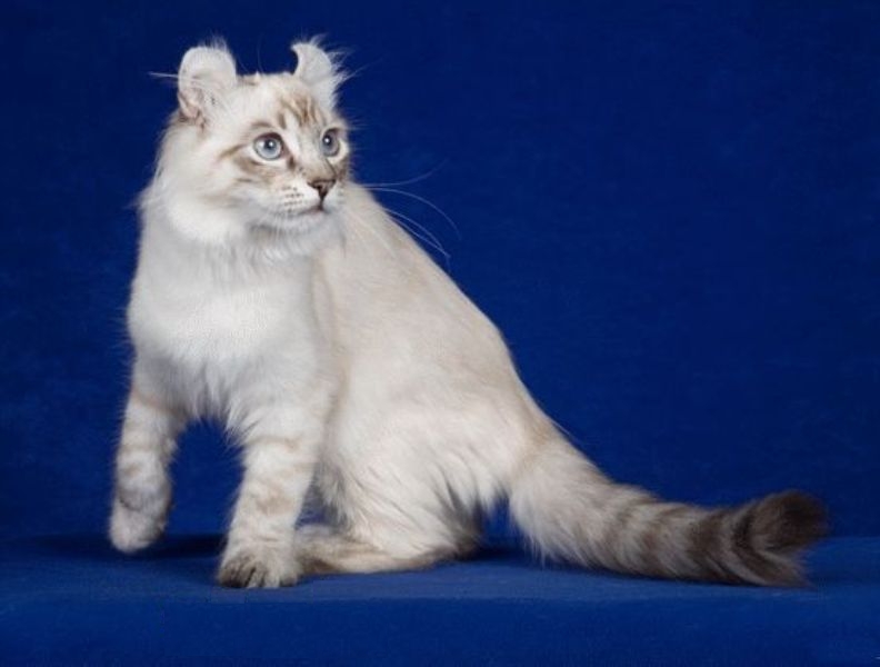 Gato American Curl.