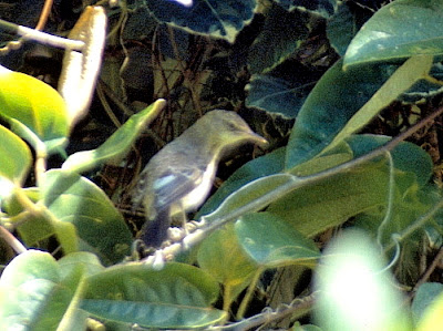 Birding Trips: Polynesian & Pitcairn Island Trip Report