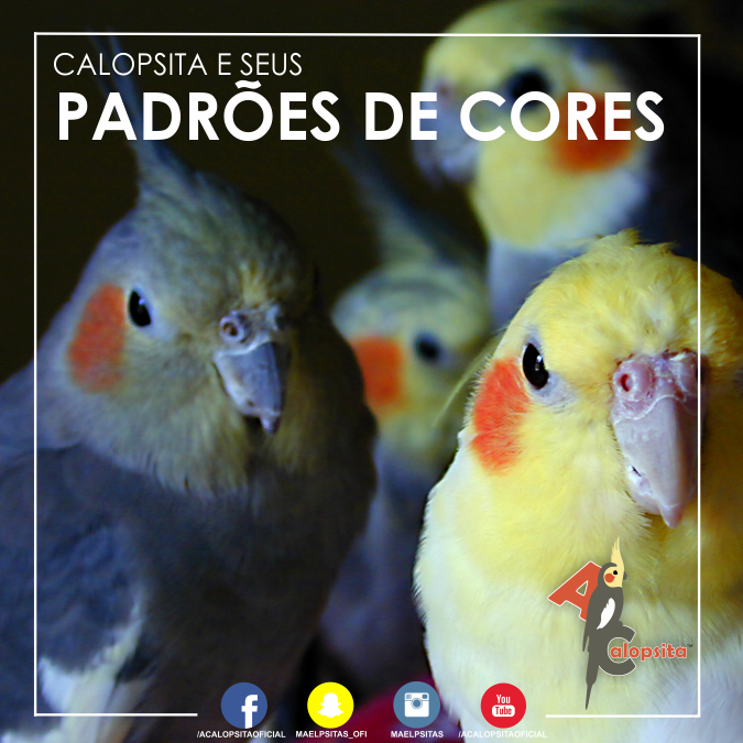 A Calopsita e seus Padrões de Cores - A Calopsita
