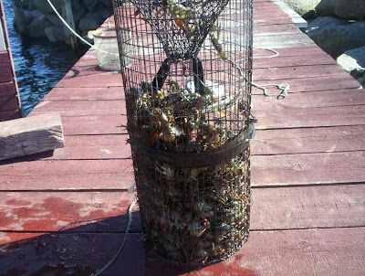 HOW TO CATCH CRAYFISH |The Garden of Eaden