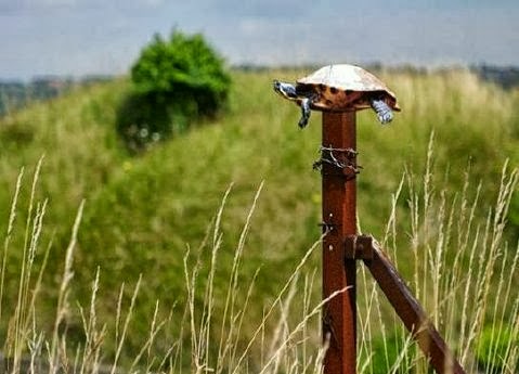 Living In Grace Blog: Turtle on a post