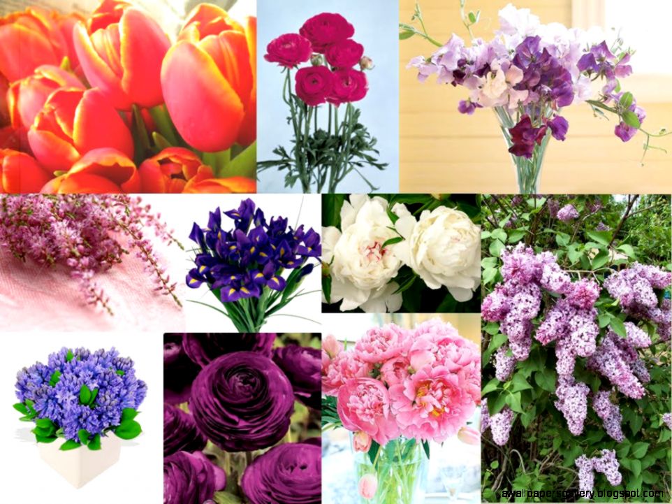Spring Flowers Pictures And Names | Wallpapers Gallery