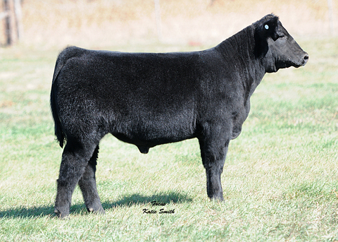 RCC Blog: BIM and WA at Luke Doris Show Cattle