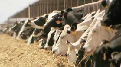 Biogas From Cow Power ~ Biogas Plant (Anaerobic Digester) Blog