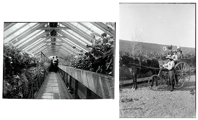 Jo@Carterworks: Scanning Glass Plate Negatives