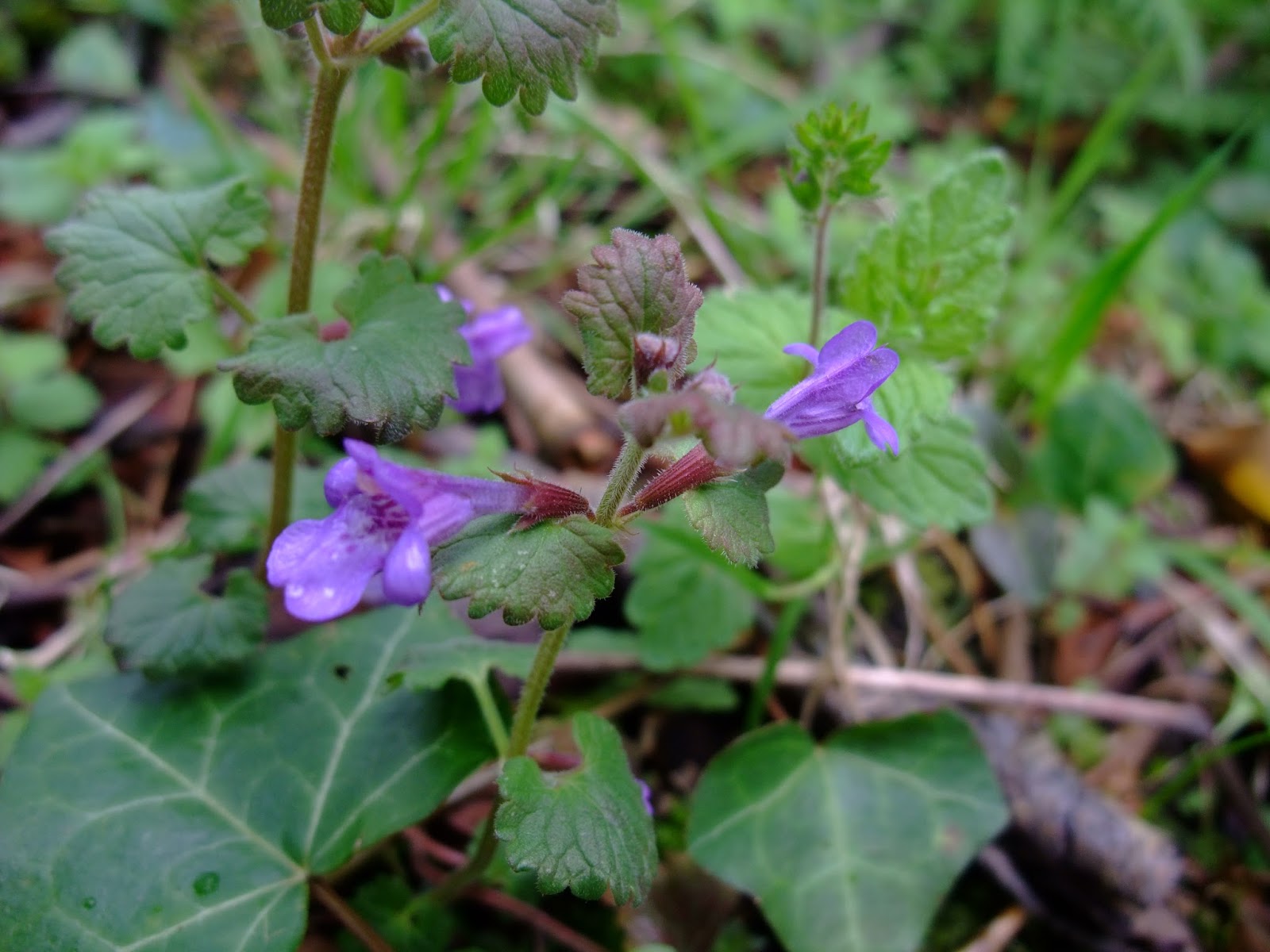 HERBAL PICNIC: GROUND IVY