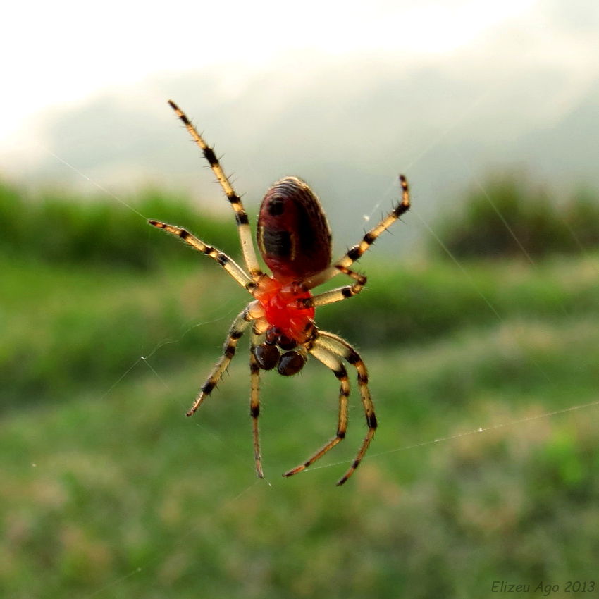 Insetologia - Identificação de insetos: Aranha Alpaida no Paraná