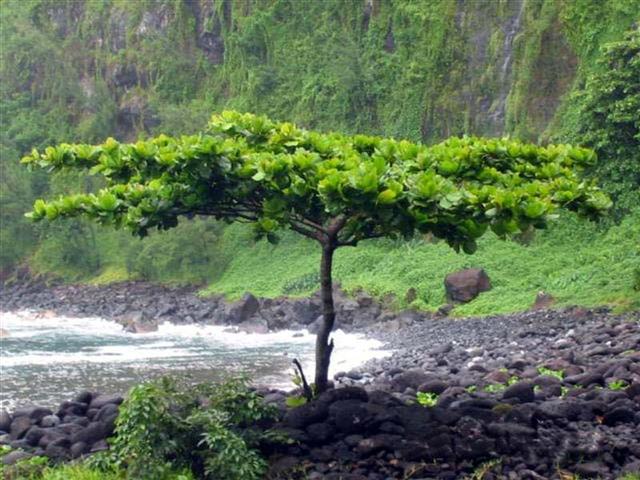 Flora y Fauna Hondureña: Flora