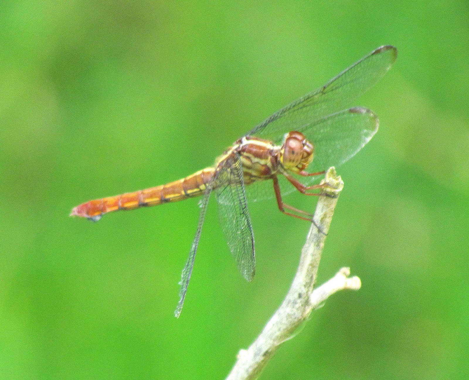 Colombia más que biodiversidad: algunos insectos