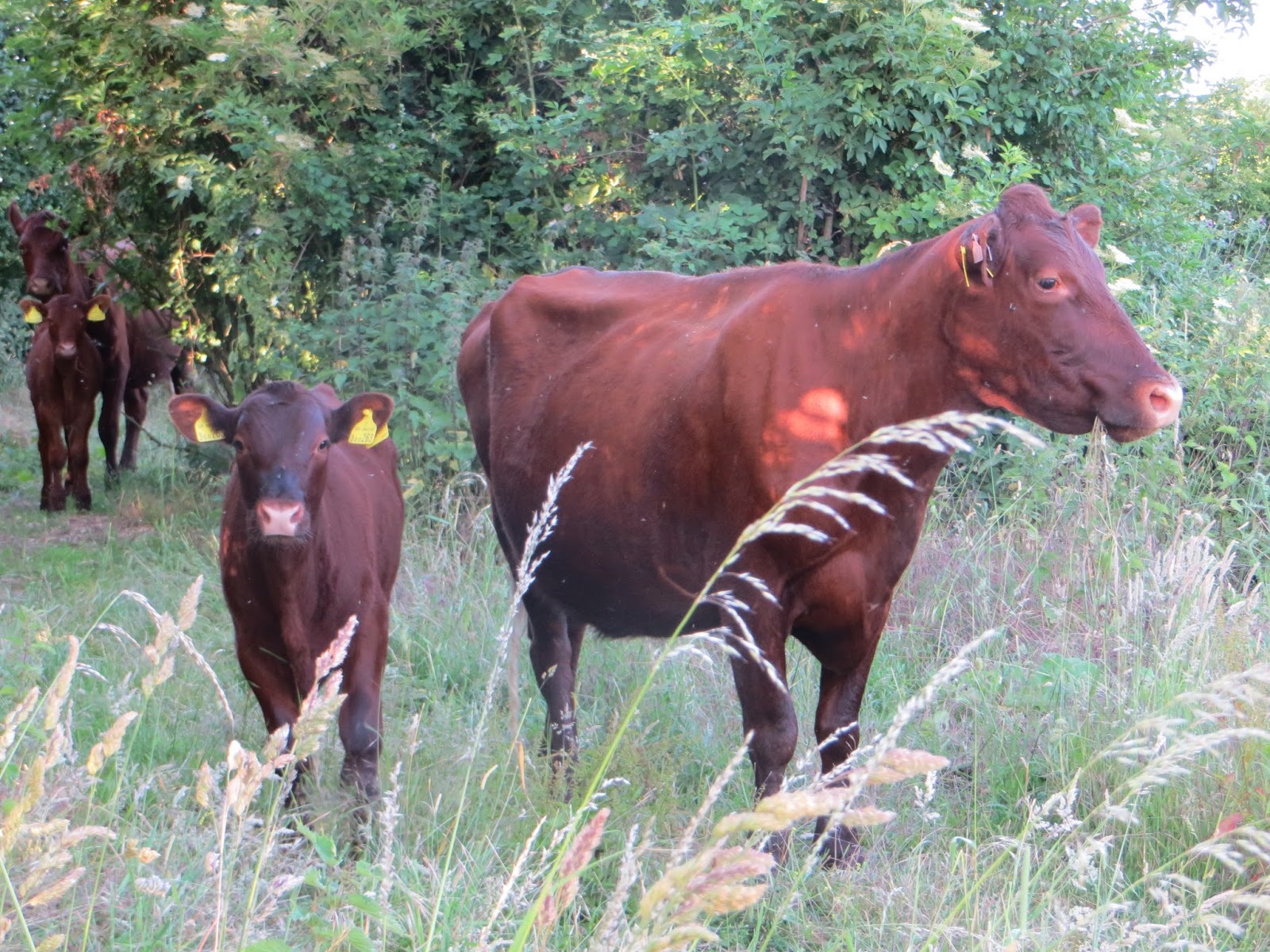 Lower Windrush Valley Project: How now red cows