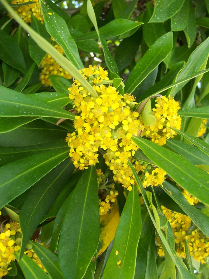 The 2 Minute Gardener: Photo - Sweetshade Tree (Hymensporum flavum)