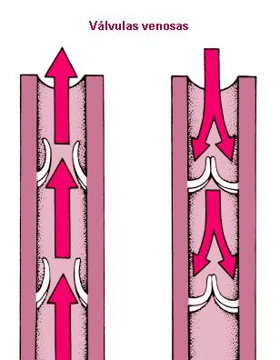 SISTEMA CARDIOVASCULAR: marzo 2013