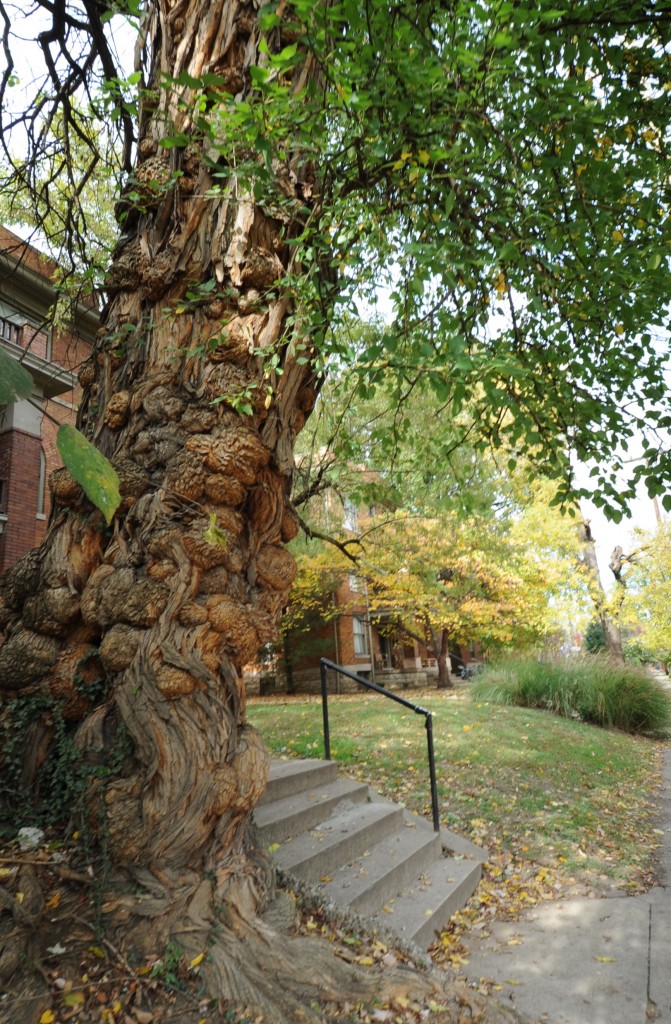 Theresa's Haunted History of the Tri-State: Louisville's Witches' Tree