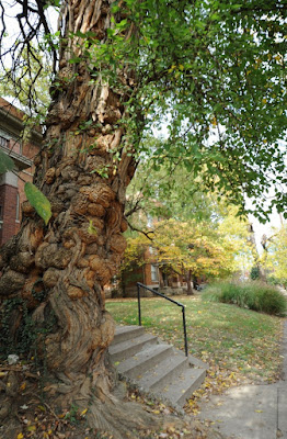 Theresa's Haunted History of the Tri-State: Louisville's Witches' Tree