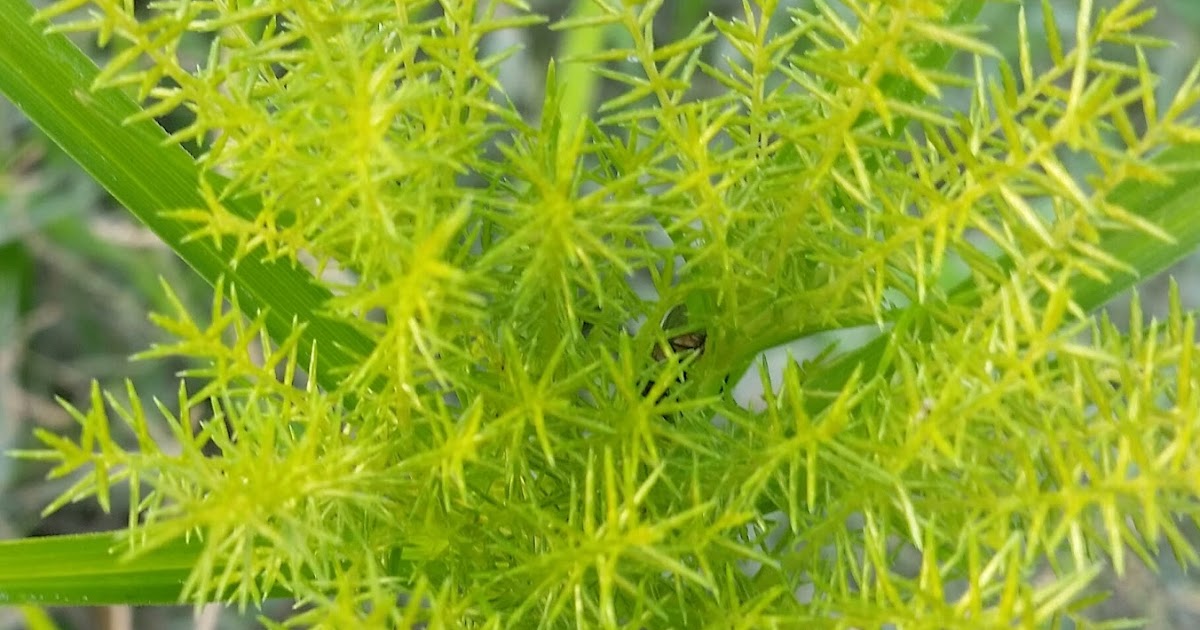 Warisan Petani: WW 52 : Bunga Rumput Rusiga