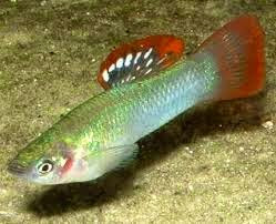 Jenis Jenis Ikan Hias Molly (Poecilia sp.)