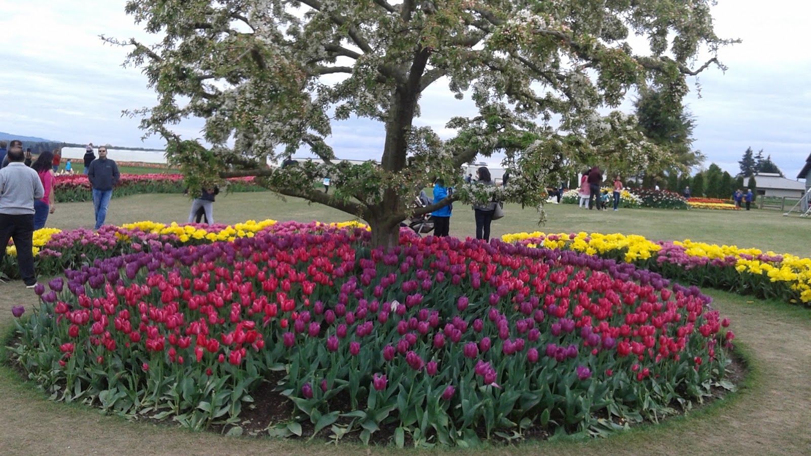 Barers of Maple Valley: More Tulips At LaConnor