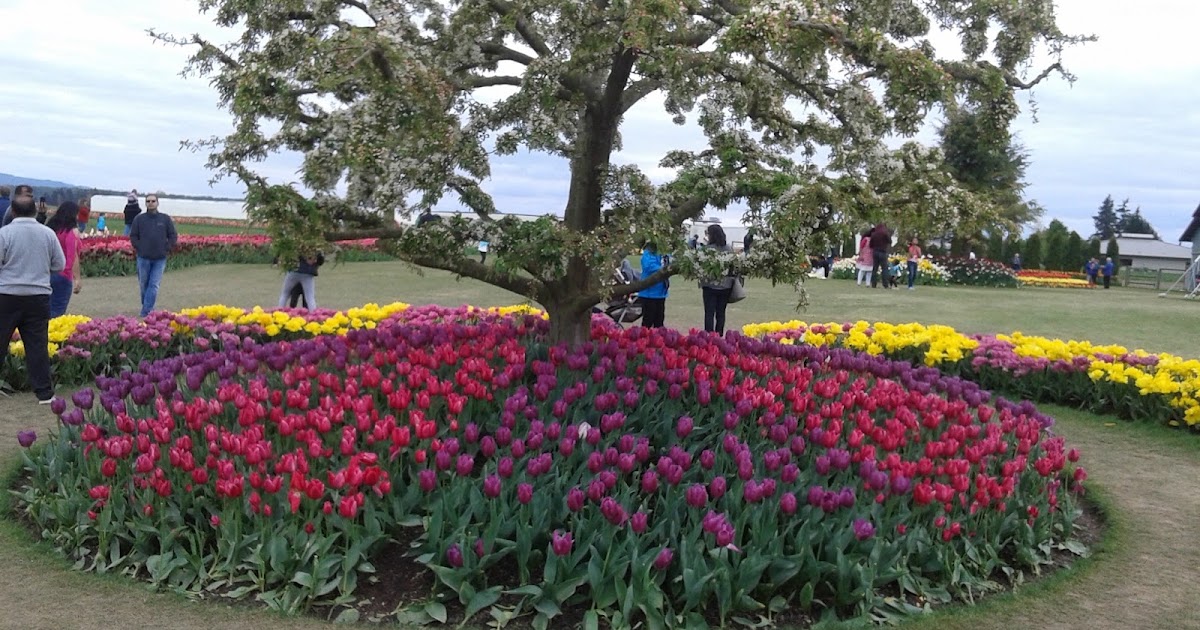 Barers of Maple Valley: More Tulips At LaConnor