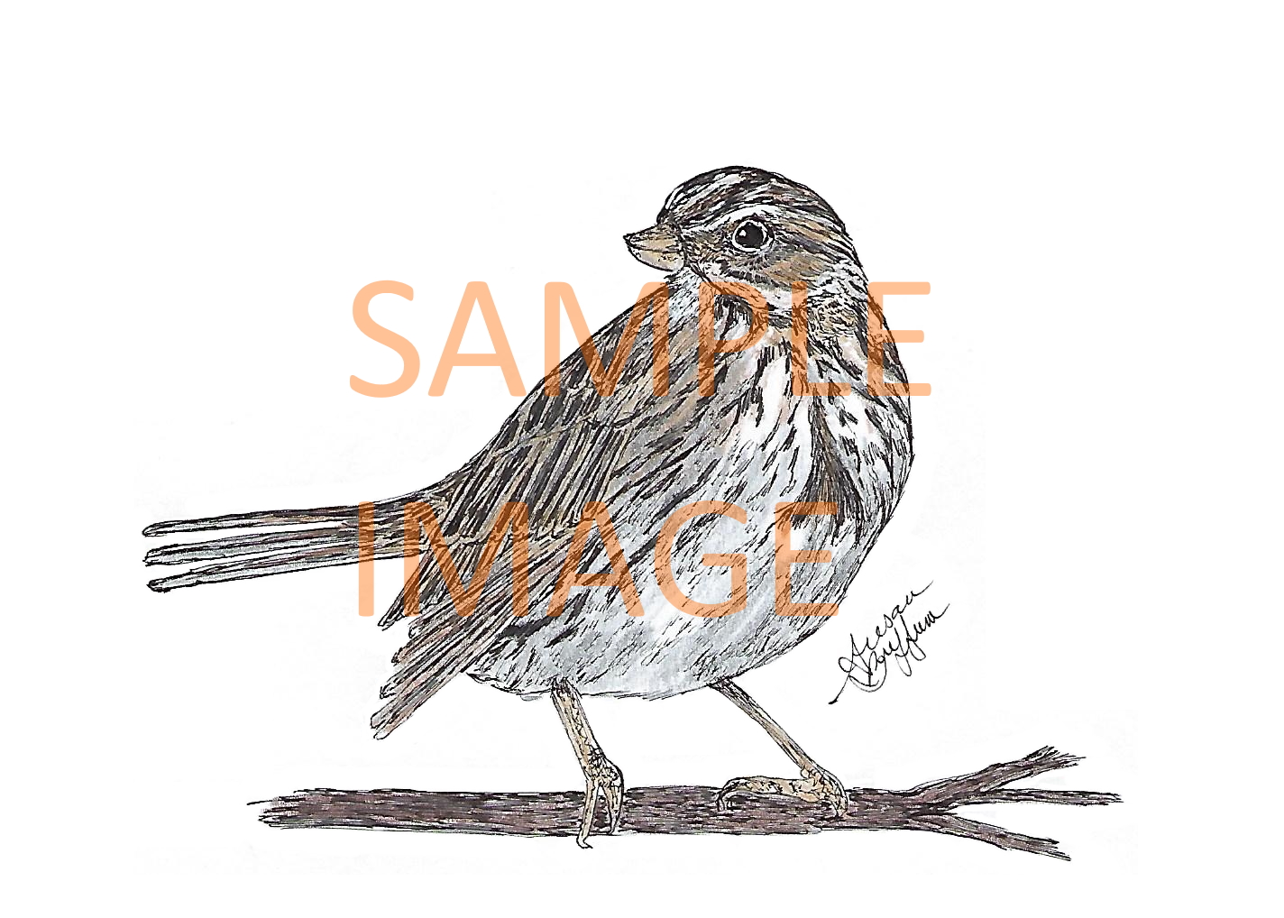 Susan Buffum- Author: Birds