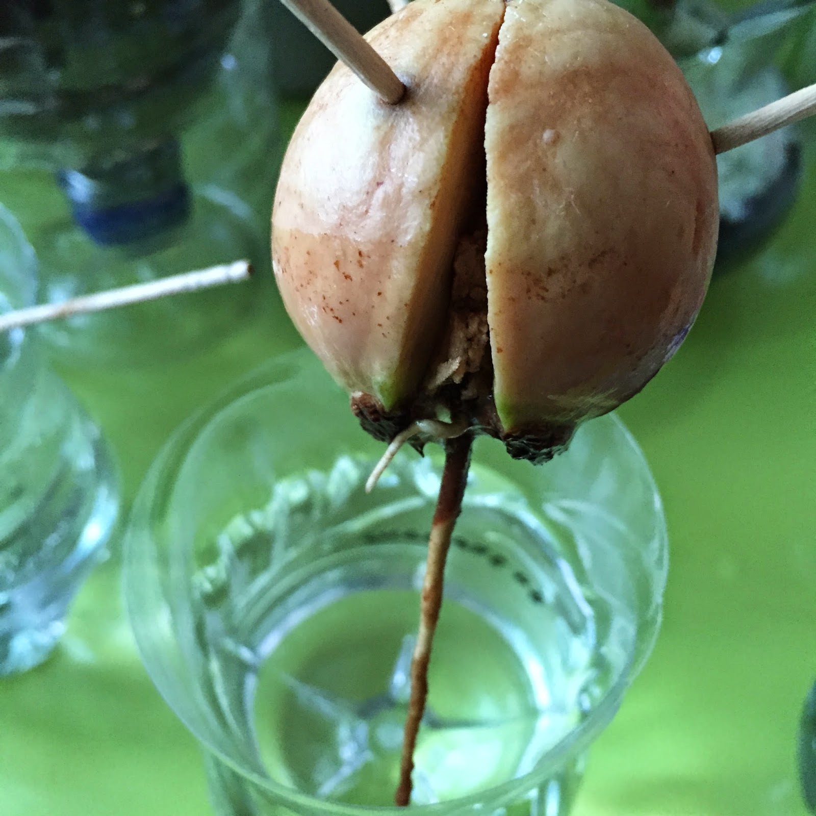 SG My Garden Is Good: How to grow avocado from seed - root turning brown