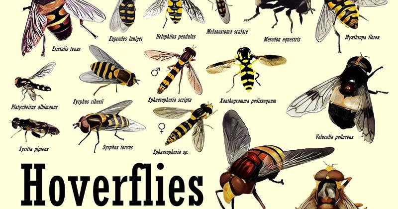 Non-Stop Birding: Hoverflies of the British Isles