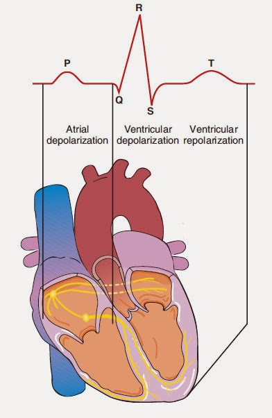 Basic ECG Interpretation ~ Nursing
