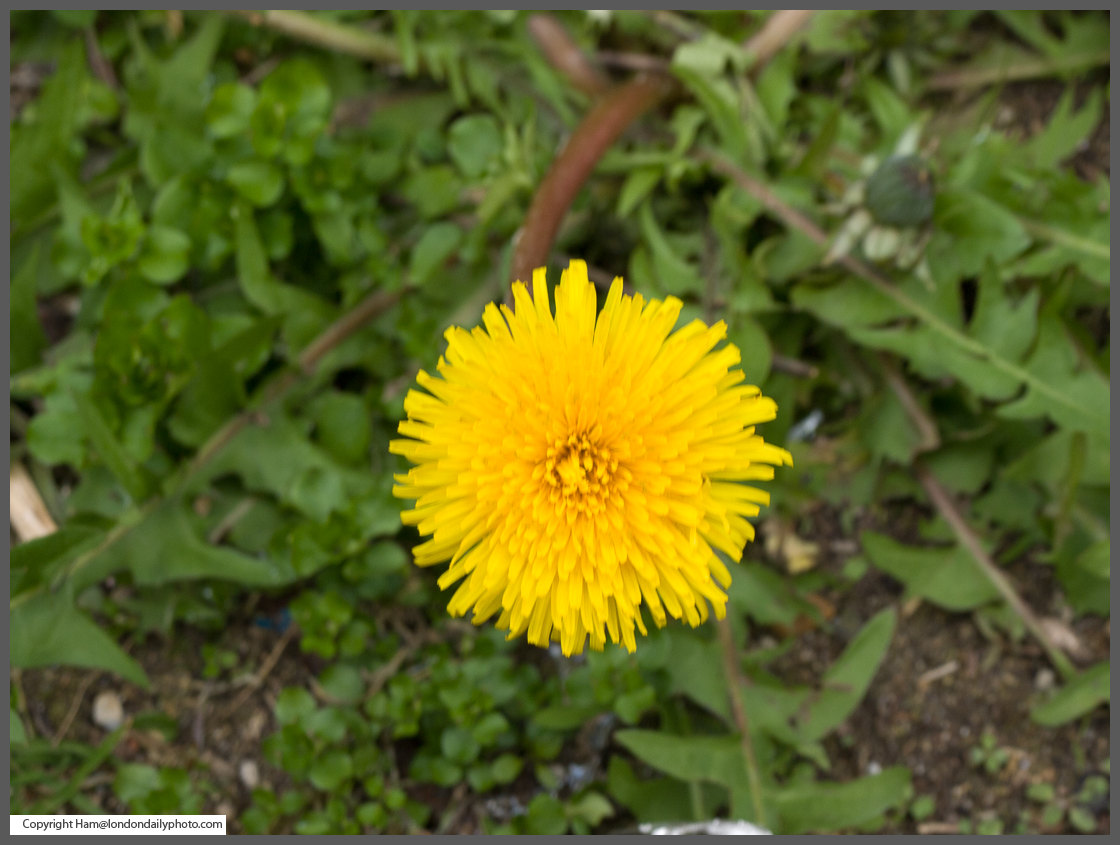 London Daily Photo: The Dandy Lion