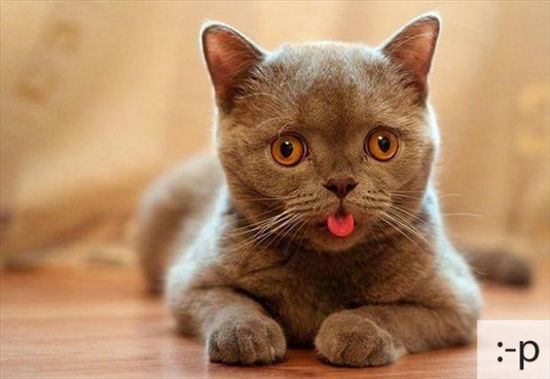 LewatGambar: 22 Emoticon Lucu Berdasarkan Ekspresi Kucing | Blog Top ...