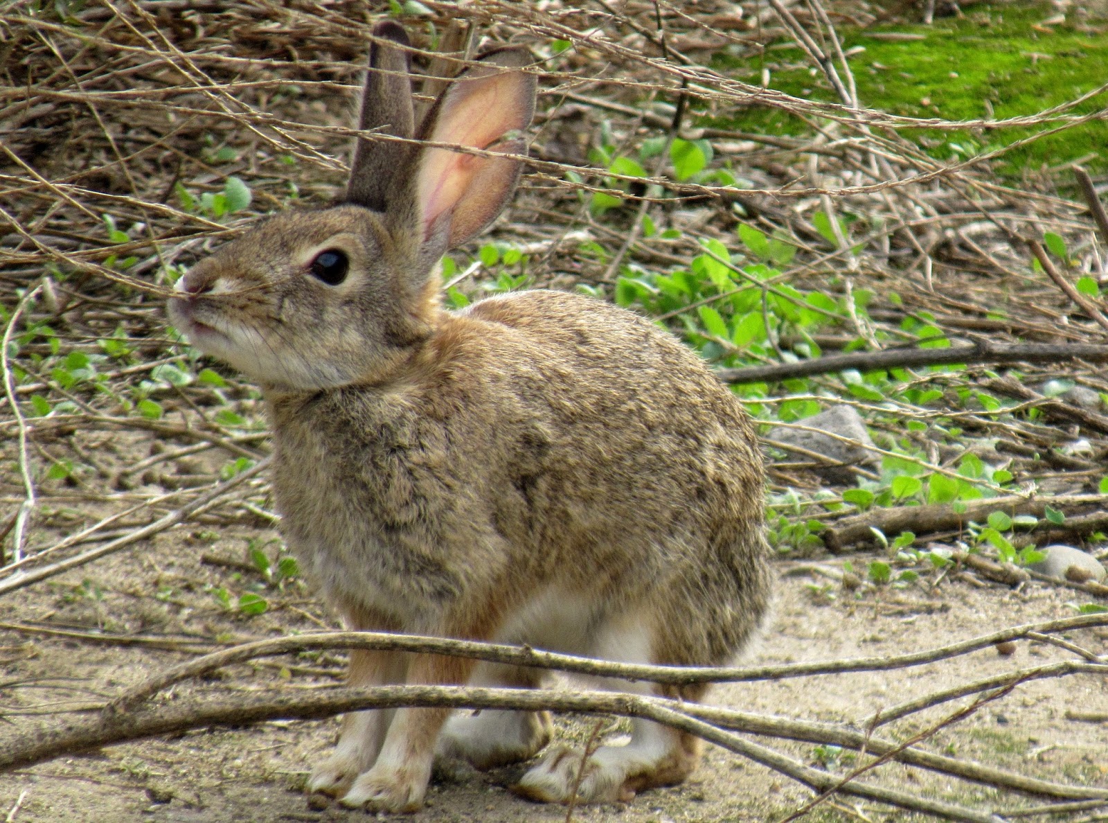 Desert Cottontail