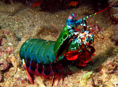 nime cats: O camarão mantis ( Tamburutaca ) ou lagosta-boxeadora