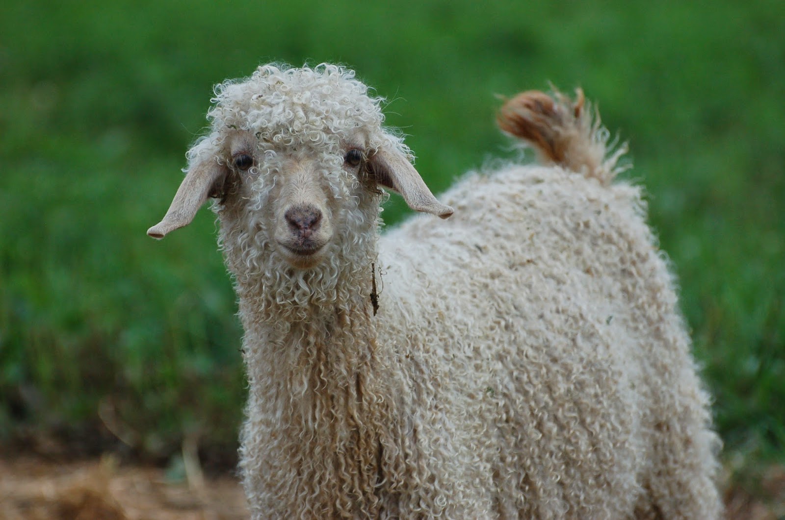 MacGregor Hollow: Red Angora Goats in the Red/Black/Brown Pool