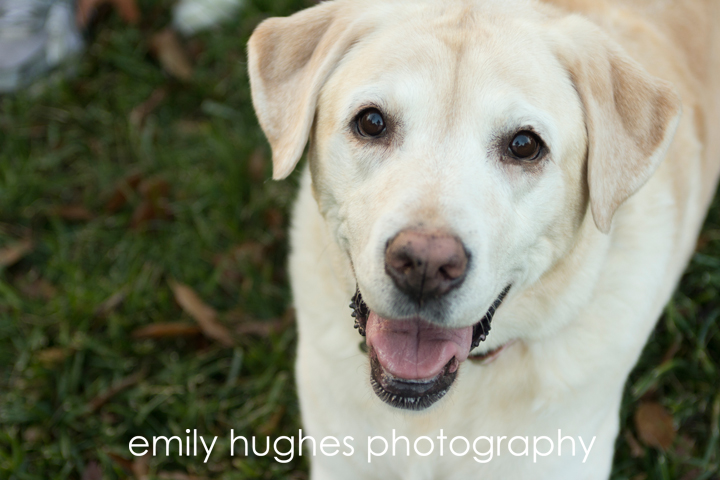Emily Hughes Photography: The Christmas Dibble Session