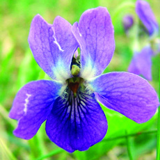 Nourishing Herbs: Virtuous Violets for Culinary and Medicinal Use