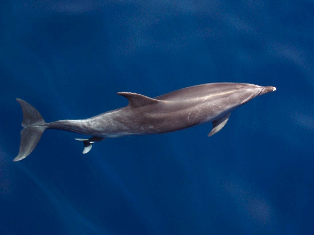 Oceanicas: DELFIN MULAR