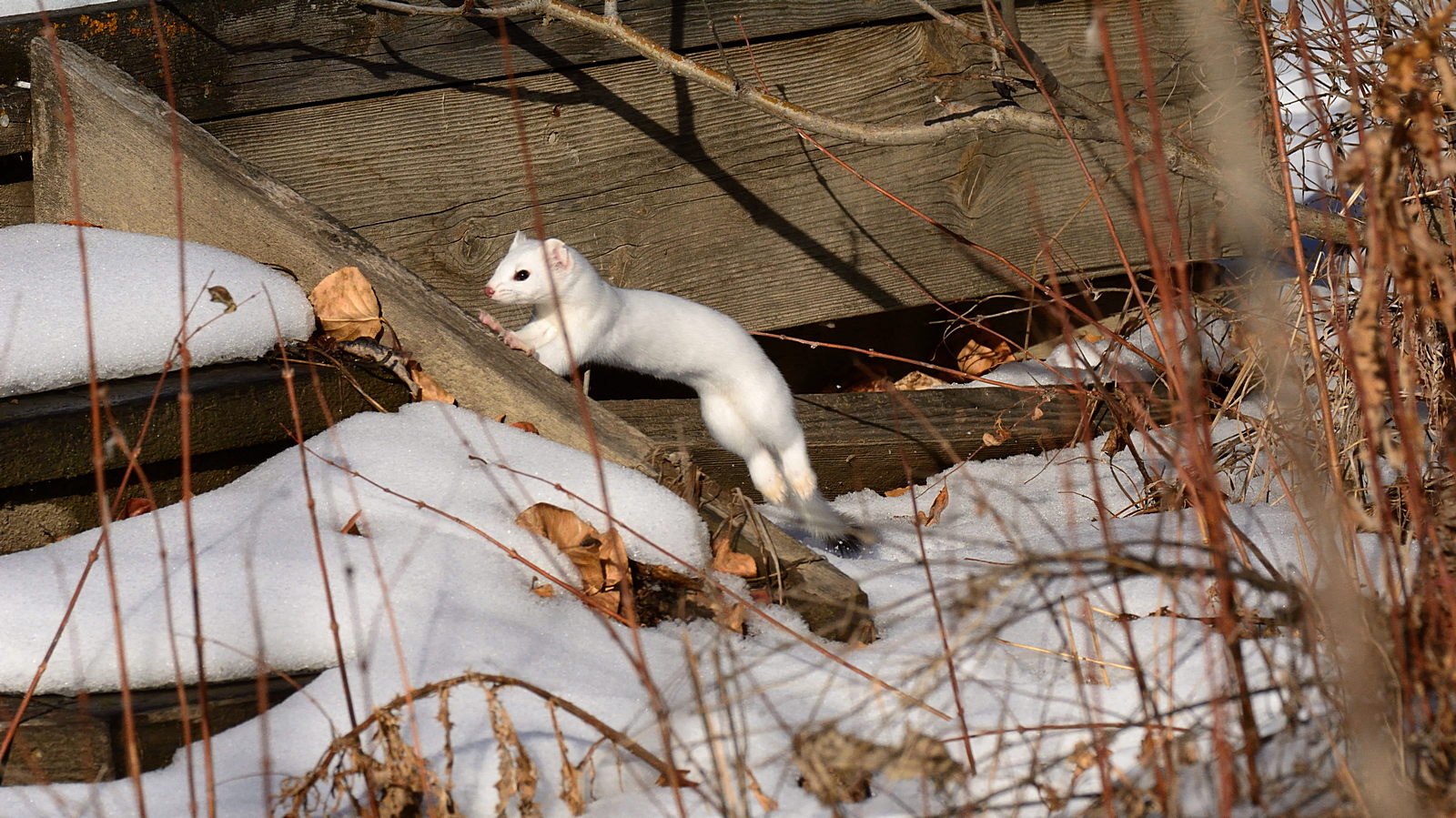 Turbo's Track and Photo Tour: Long-tailed Weasel special (20141118 ...