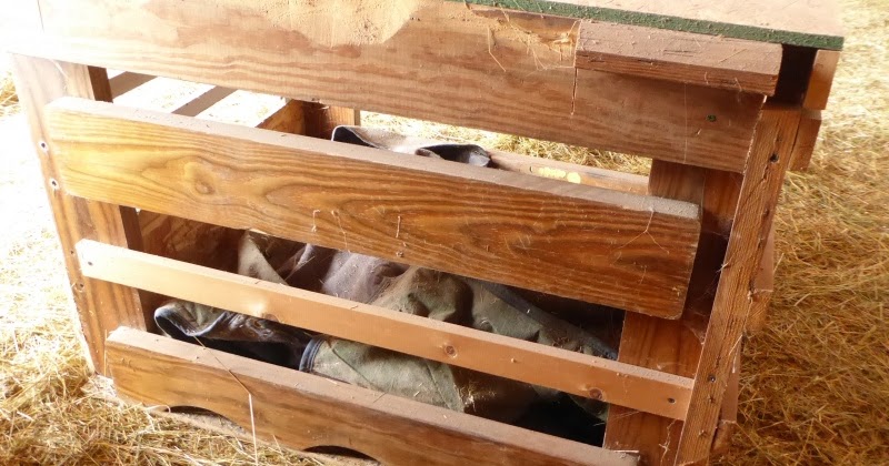 Rural Revolution: Calf cage photos